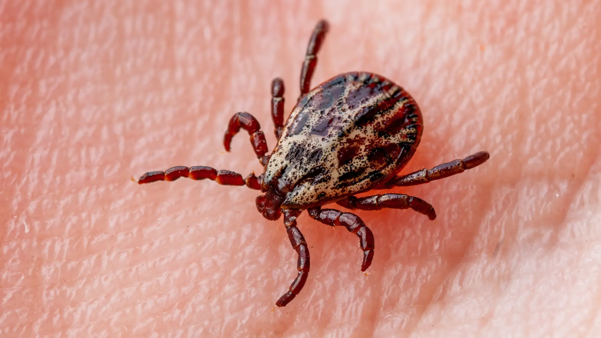 Bezbolno uklanjanje krpelja: Doktorka otkrila jednostavan trik za eliminisanje napasti